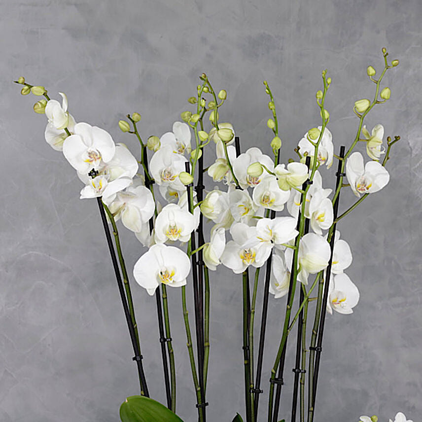 Online White Orchids Plant Vase Gift Delivery in Kuwait - FNP
