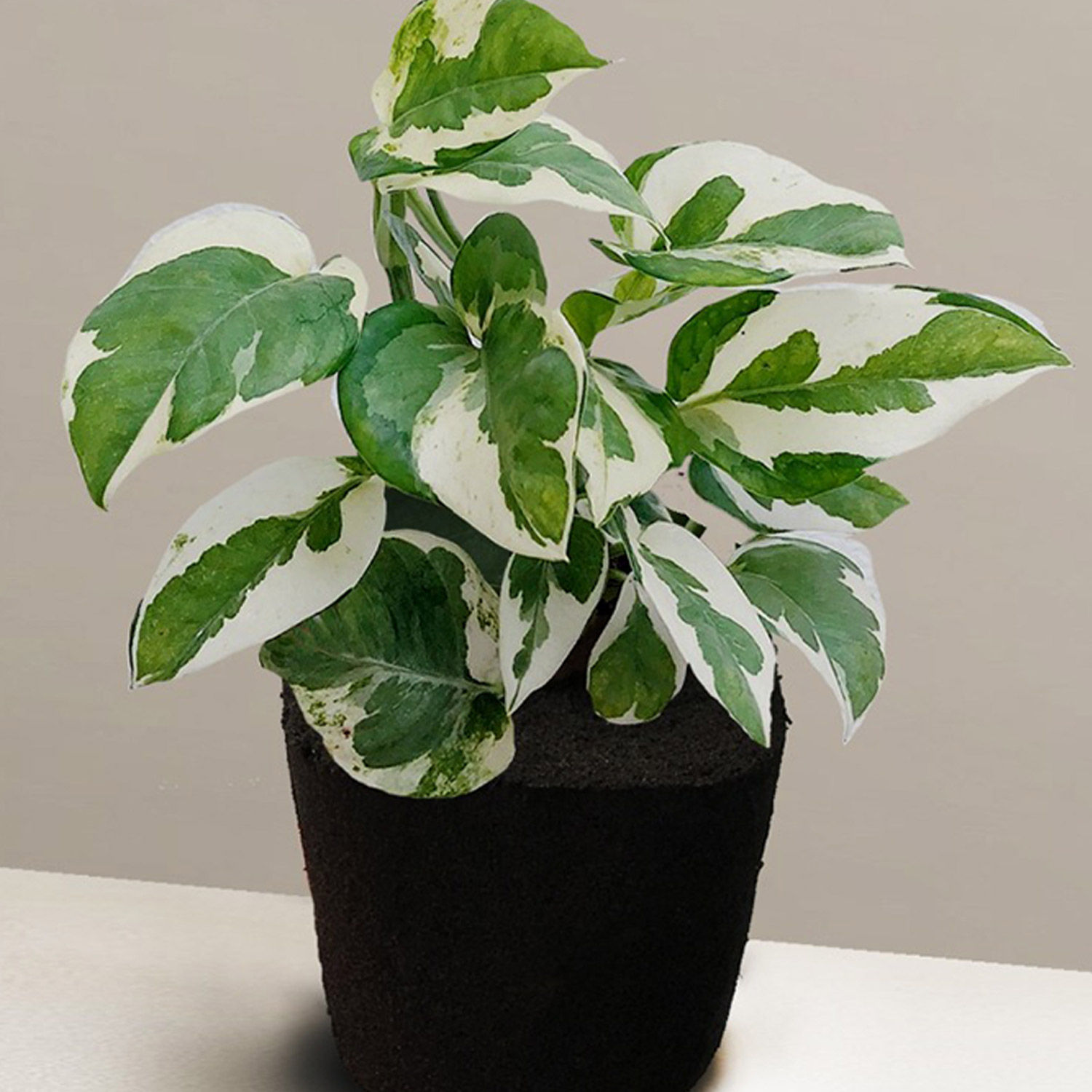 Online Foliage Epipremnum Plant Gift Delivery in Singapore - FNP