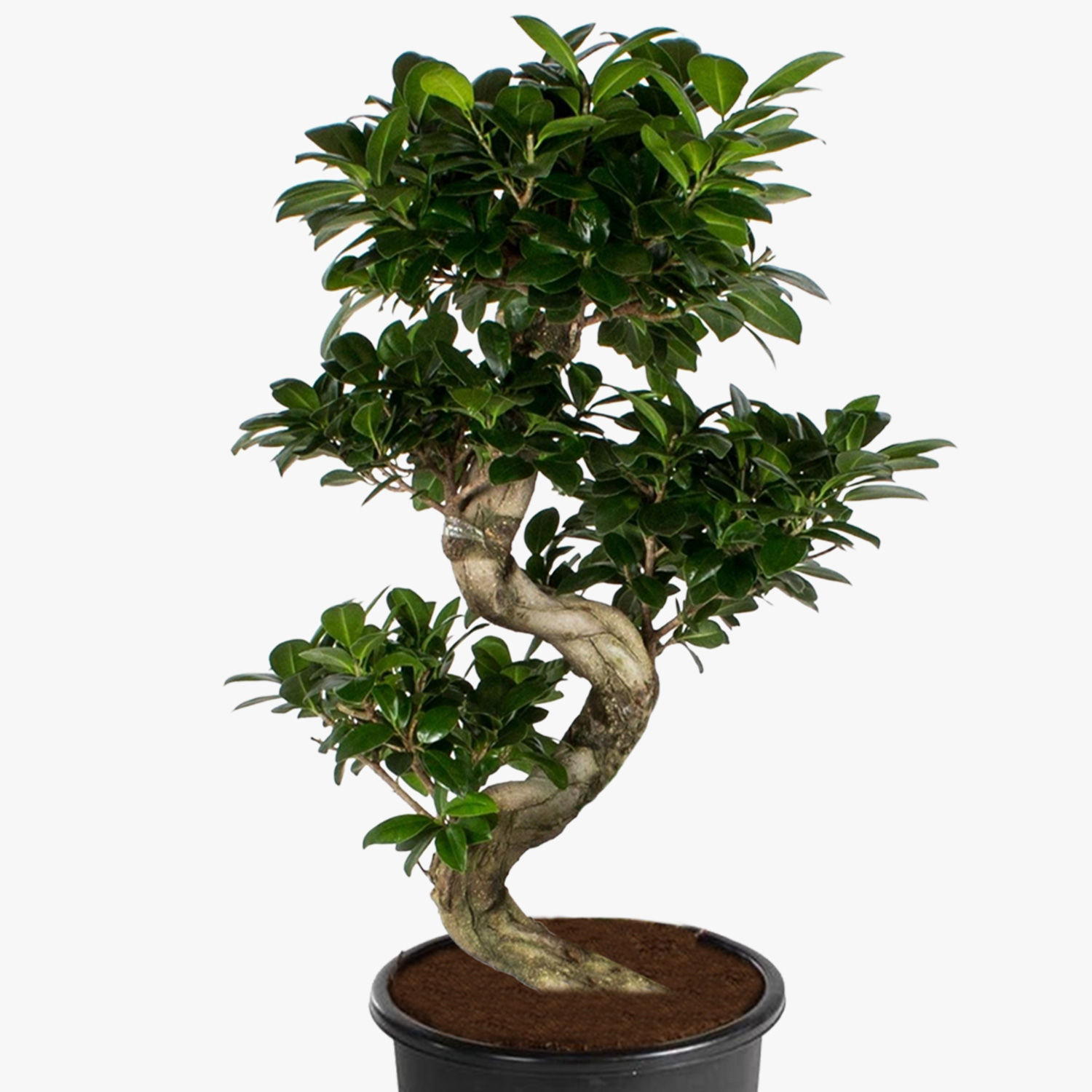 Online S Shaped Ficus Plant 80cm Gift Delivery in UAE - FNP