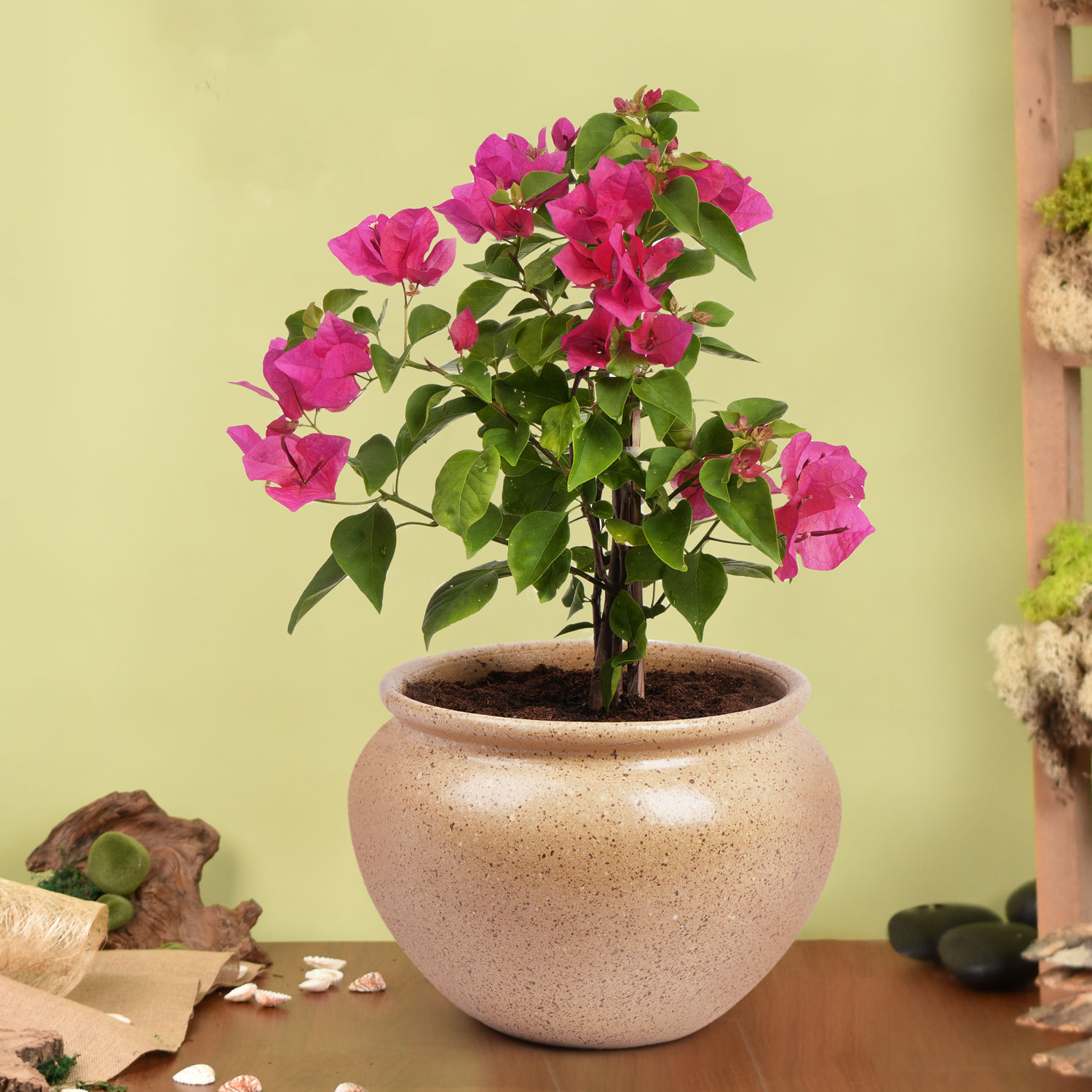 Online Pink Bougain Villa Gift Delivery in UAE - FNP